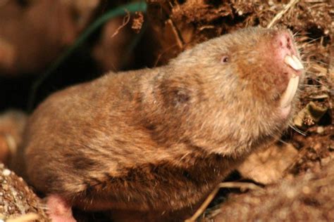 Naked Mole Rat