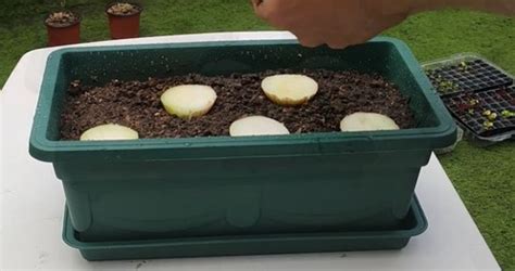 Cómo cultivar tus cebollas sin semilla y en maceta con video