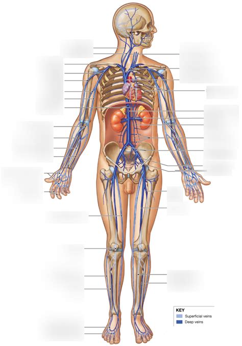 Ch 21 Formation Of Superior And Inferior Vena Cava Veins Draining