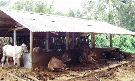 24 Desain Konstruksi Kandang Sapi Sederhana Pilihan Ndik Home Di 2020