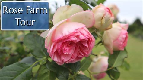 Rose Farm Tour While In Bloom Youtube