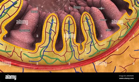 Intestinal Villi Singular Villus Are Small Finger Like Projections