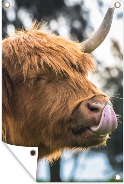 Tuinposter Tuindoek Tuinposters Buiten Schotse Hooglander Neus
