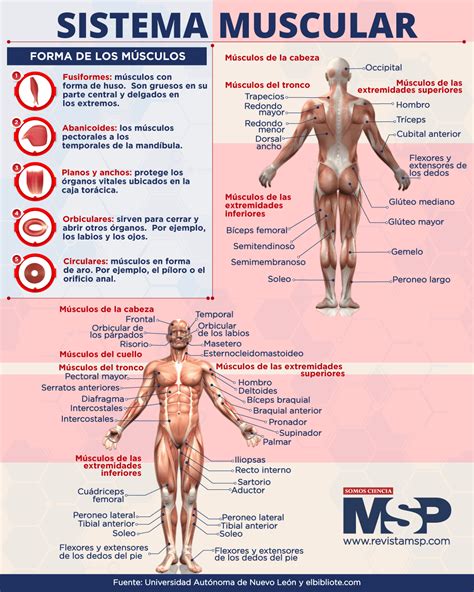 Sistema muscular Infografía