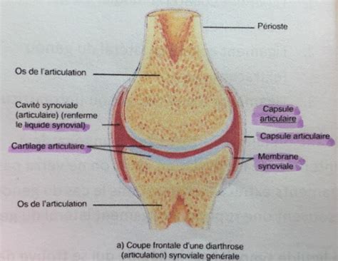 Anatomie 3 arthrologie générale Flashcards Quizlet