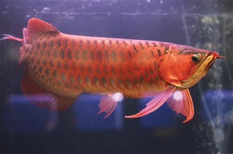 Super Red Arowana Si Ikan Naga Termahal Di Dunia Nakama Aquatics