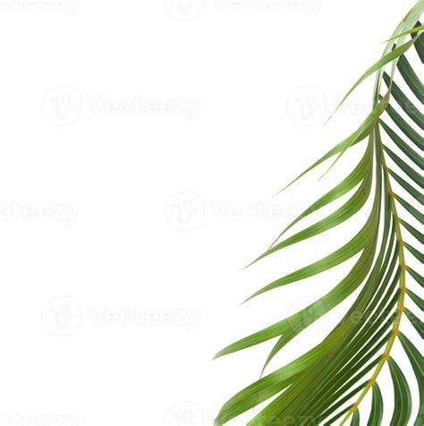 Green Leaf Of Palm Tree On Transparent Background Png File 9309040 PNG