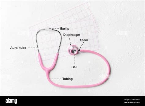 Estetoscopio Moderno Con Nombres De Partes Particulares Y Cardiogramas
