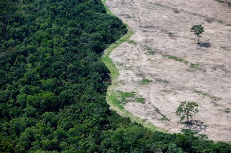 Desmatamento No Brasil Cerrado Ultrapassa Amaz Nia Em Rea Desmatada
