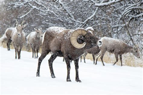 Big Horn Sheep In Snow Photograph By Kristal Kraft