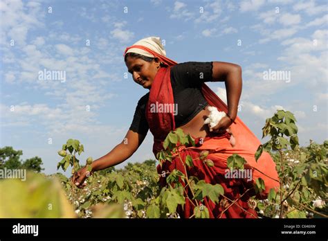 India Maharashtra Cotton Farming In Vidarbha Region Most Of The Crop