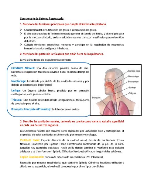 Taller Sistema Respiratorio Cuestionario De Sistema Respiratorio 1