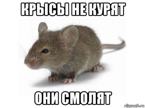 Ля Ты Крыса Мем Надпись Картинка Telegraph