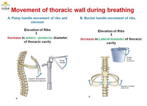 MOVEMENTS OF THE THORACIC WALL AND DIAPHRAGM DURING BREATHING