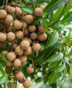 Fast Growing Fruit Trees Living Color Garden Center