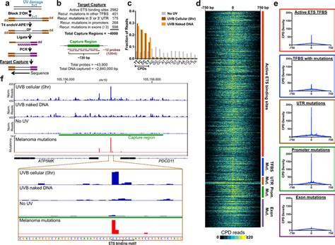 Cpd Capture Seq Maps Uv Damage At High Sequencing Depth And Single