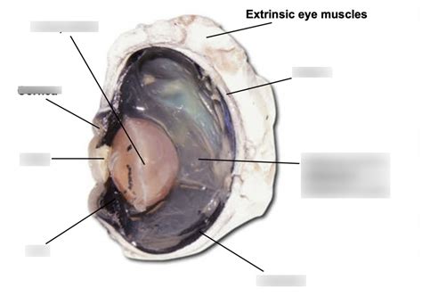 Cow Eye Dissection Diagram Quizlet