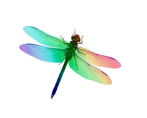 Стрекоза рисунок цветной Много фото drawpics ru
