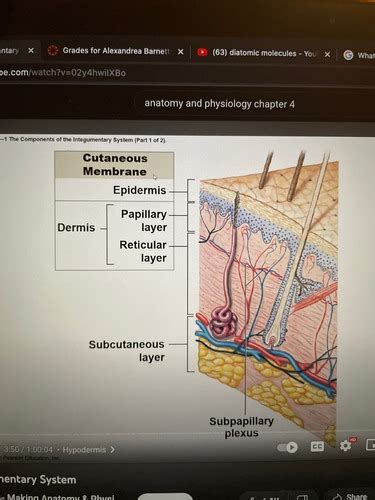 Chap 5 Integumentary System Flashcards Quizlet