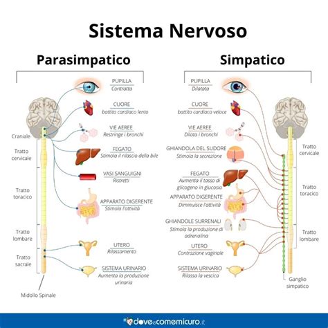 Il prossimo festa massimo che cos è il sistema nervoso centrale