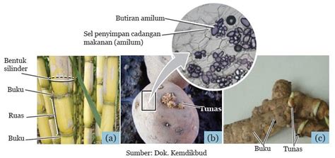 Struktur Dan Fungsi Tumbuhan Ilmu Pengetahuan Alam