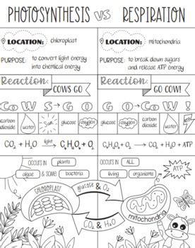 Comparing Cellular Respiration And Photosynthesis Sketch Notes Doodle