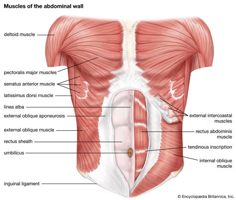 Human Muscle System Abdominal Muscles Anatomy Function Britannica