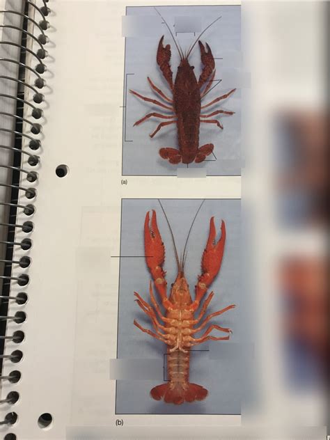 BIO 221 Arthropoda Lab Con T Crayfish Diagram Quizlet