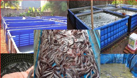 Cara Budidaya Ikan Lele Pada Kolam Terpal Pemula Pasti Bisa