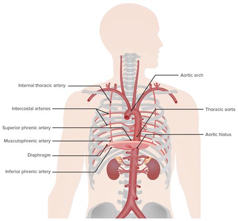mal humor Transparente En la mayoría de los casos musculo diafragma