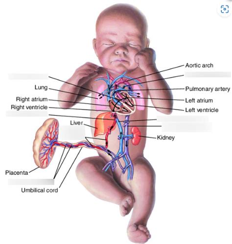Fetal Circulation Diagram Quizlet