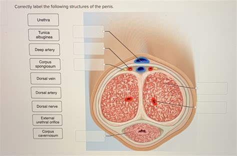 Solved Correctly Label The Following Structures Of The Penis Tutor