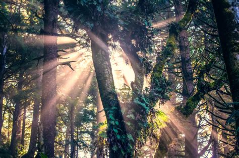 Fond d écran lumière du soleil des arbres la nature parc branche