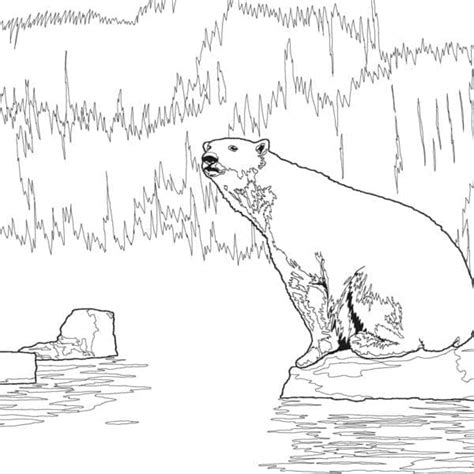 Coloriage Ours Polaire R Aliste Dessin Gratuit Imprimer
