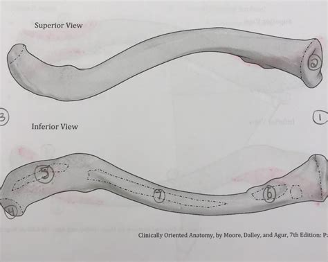 Lecture Pectoral Girdle Diagram Quizlet
