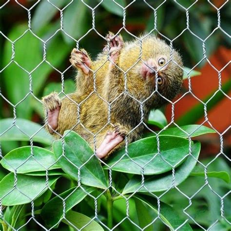 侏儒狨它是世界上最小的靈長類動物 每日頭條
