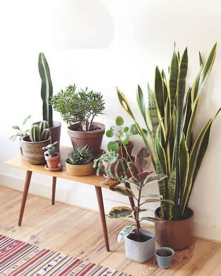 Plantas Purificadoras De Aire Las Mejores Seg N Nasa Toda La Verdad