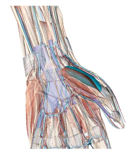 A K II Exam 2 Muscles Of Hand Wrist Flashcards Quizlet