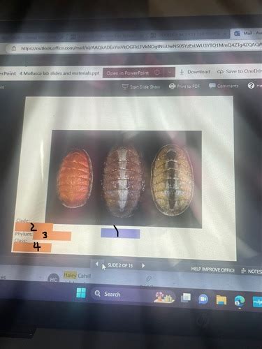 Mollusks Lab Practical Flashcards Quizlet