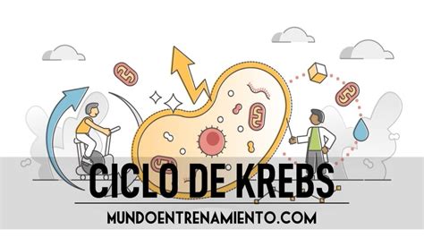 Obtención de energía a partir del Ciclo de KREBS YouTube