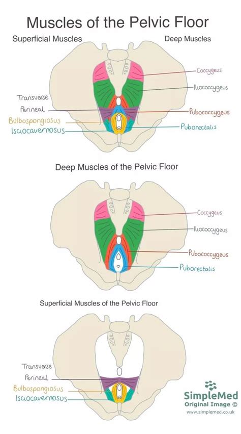 Muscles Of The Pelvic Floor SimpleMed In 2024 Pelvic Floor Pelvic