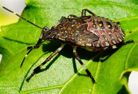 Brown Marmorated Stink Bug Life Cycle A Quick And Comprehensive Guide