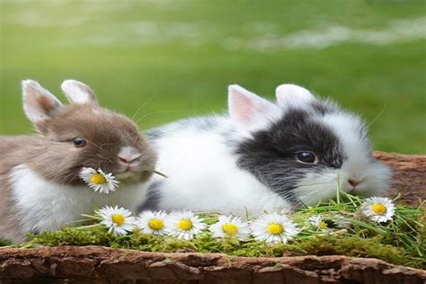 Cómo saber si un conejo es macho o hembra Conejitos