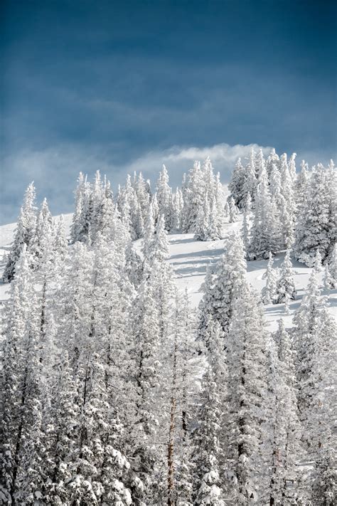 Free Images Landscape Tree Branch Snow Winter Cloud Sky Frost