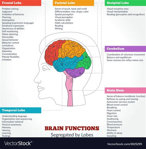 Parts Of The Brain And Its Functions Diagram Brain Human Fun