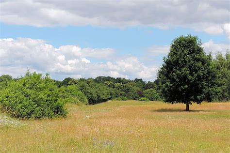Paisaje primavera pradera árboles pradera de primavera hierba