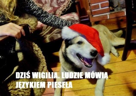 Memy na Boże Narodzenie Święta na wesoło ŚMIESZNE OBRAZKI ZDJĘCIA