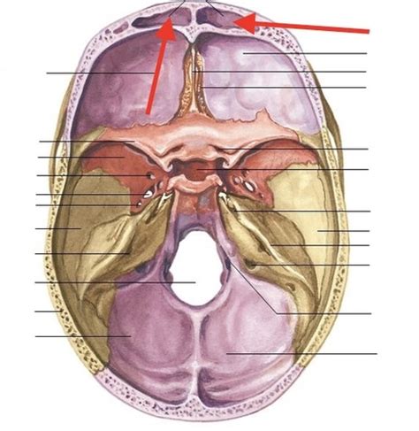 Sinuses Flashcards Quizlet