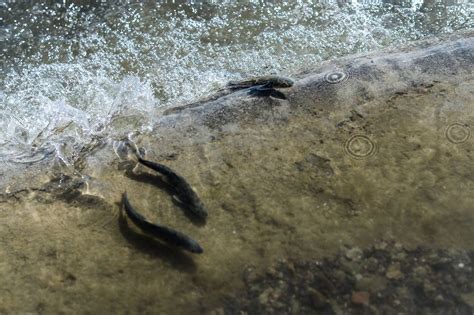 China Qinghai Lake Naked Carp Migration Xinhua Finance Agency