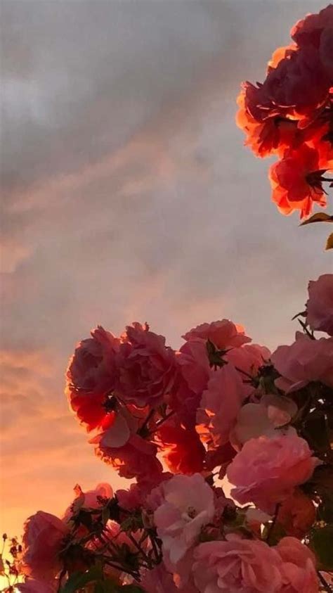 Cute Aesthetic Flower Pictures Wallpapers